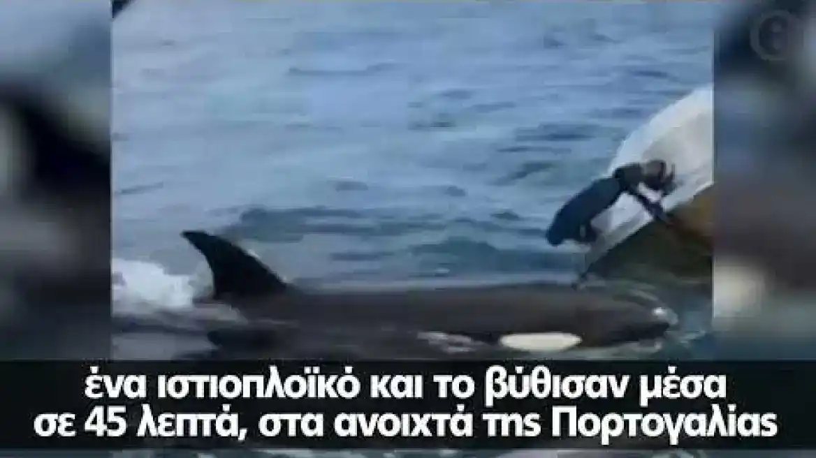 Δείτε βίντεο: Η τρομακτική στιγμή που όρκες καταστρέφουν ιστιοπλοϊκό ...